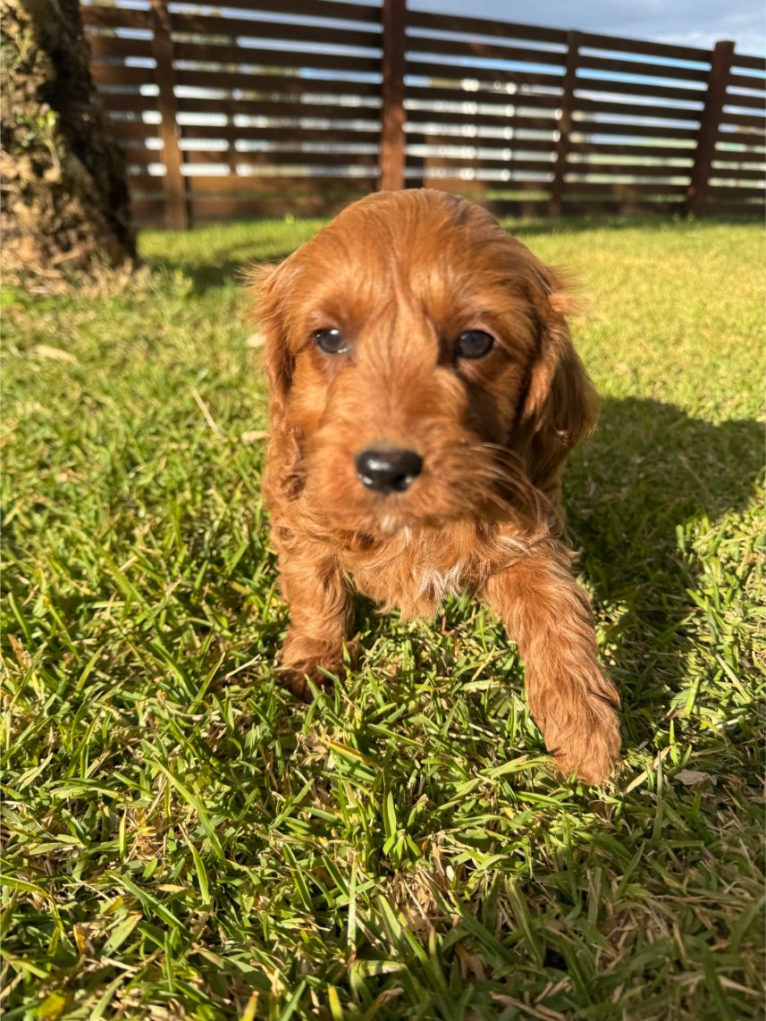 Buy Cavoodle Puppies for Sale Melbourne | Amey’s Puppies