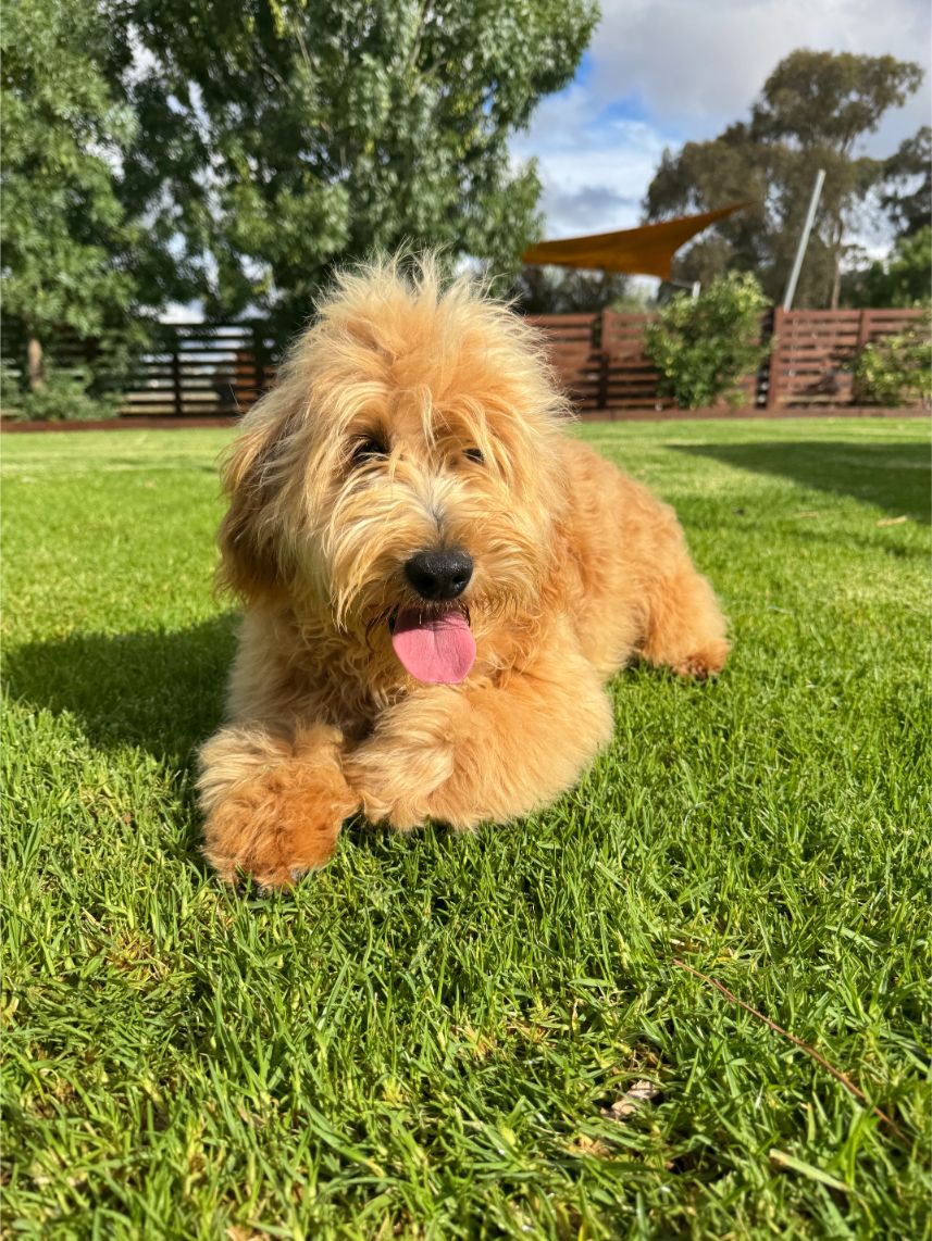 Medium Groodle Boy 5 | Domestic Animal | Ameys Puppies