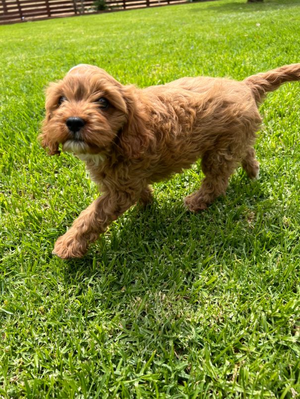 Cavoodle Puppies 7 | Domestic Animal | Ameys Puppies