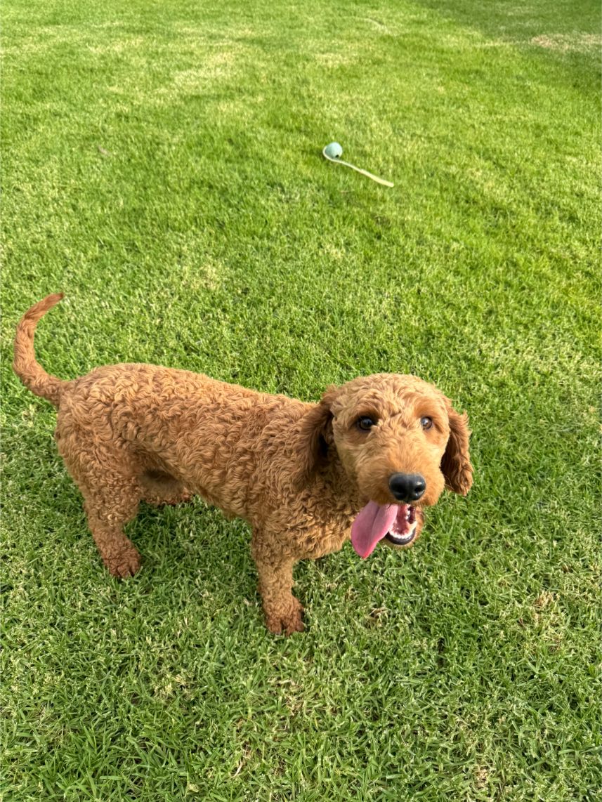 F1b Miniature Spoodle Girl 1 | Ameys Puppies