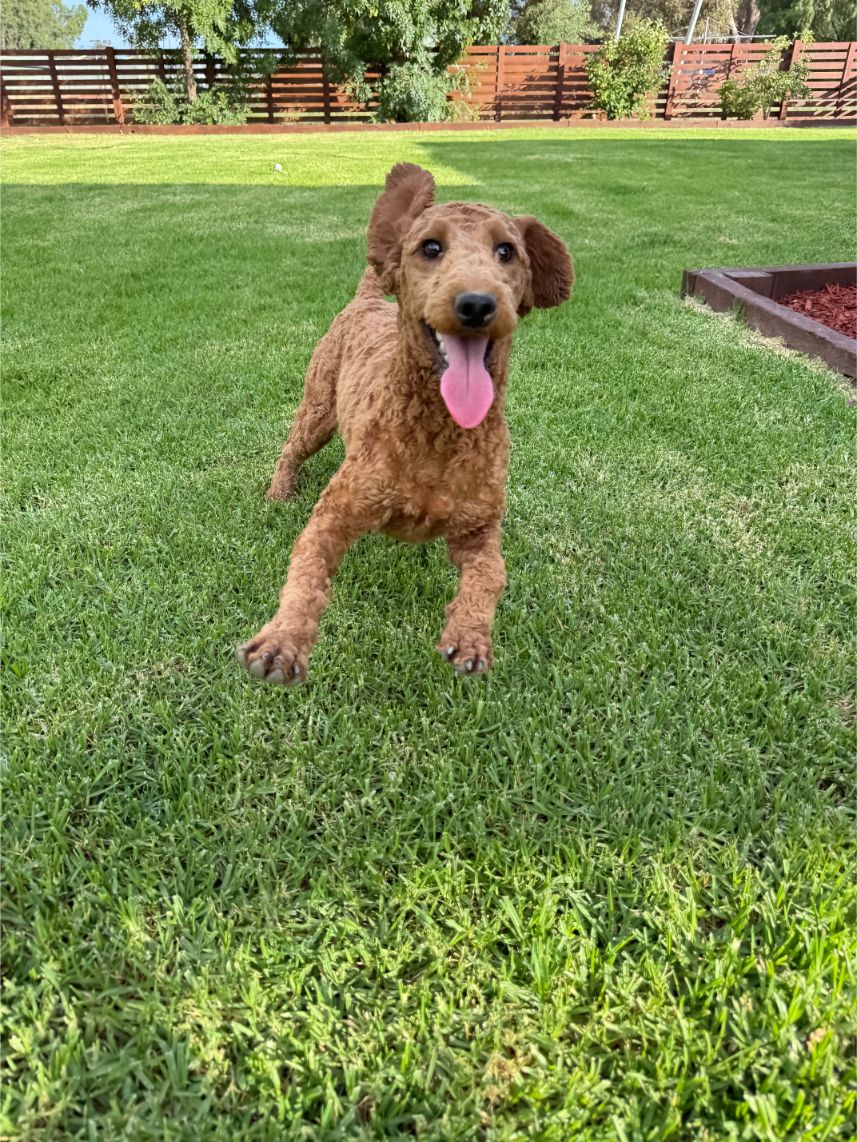 F1b Miniature Spoodle Girl 1 | Ameys Puppies