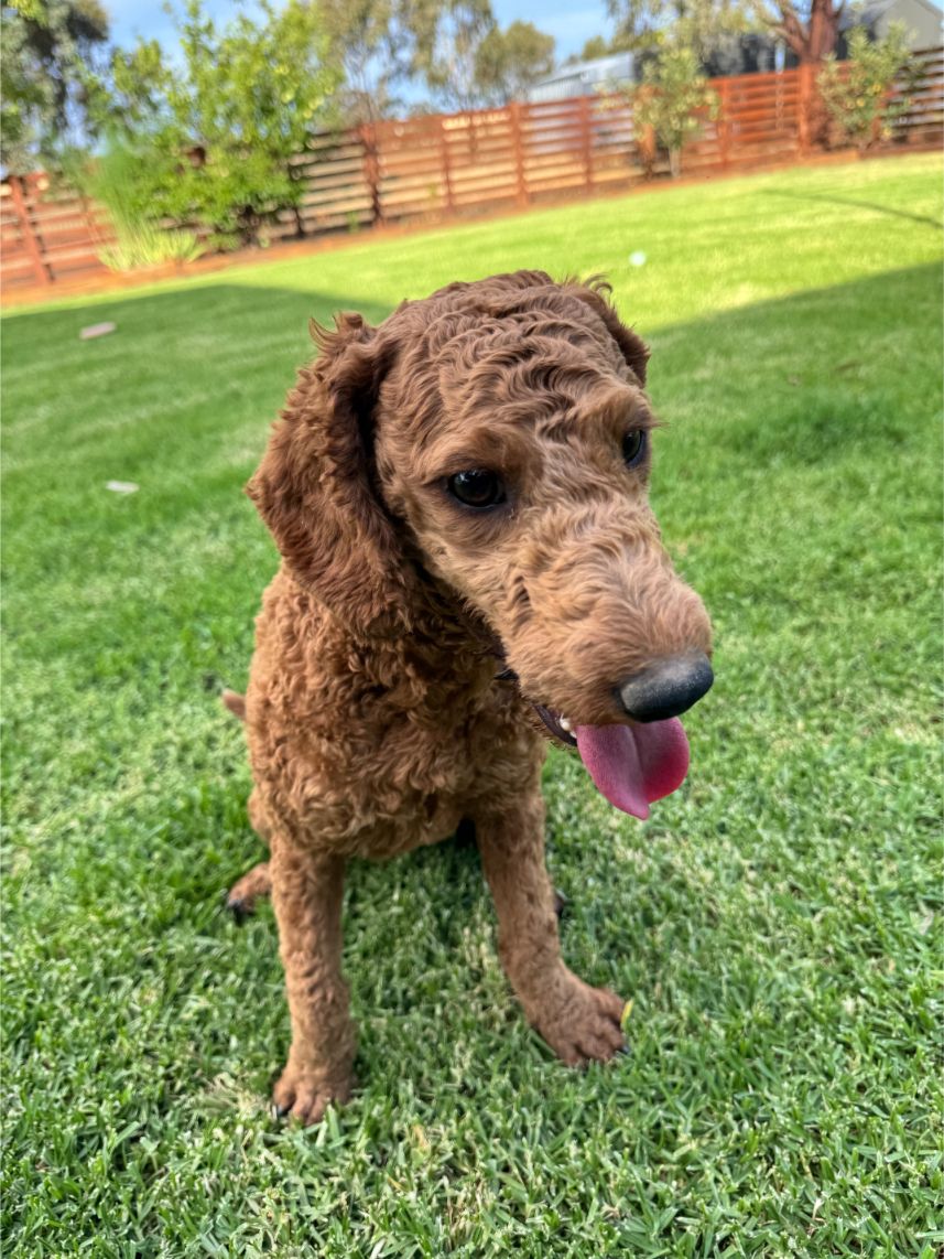 F1b Miniature Spoodle Girl 1 | Ameys Puppies