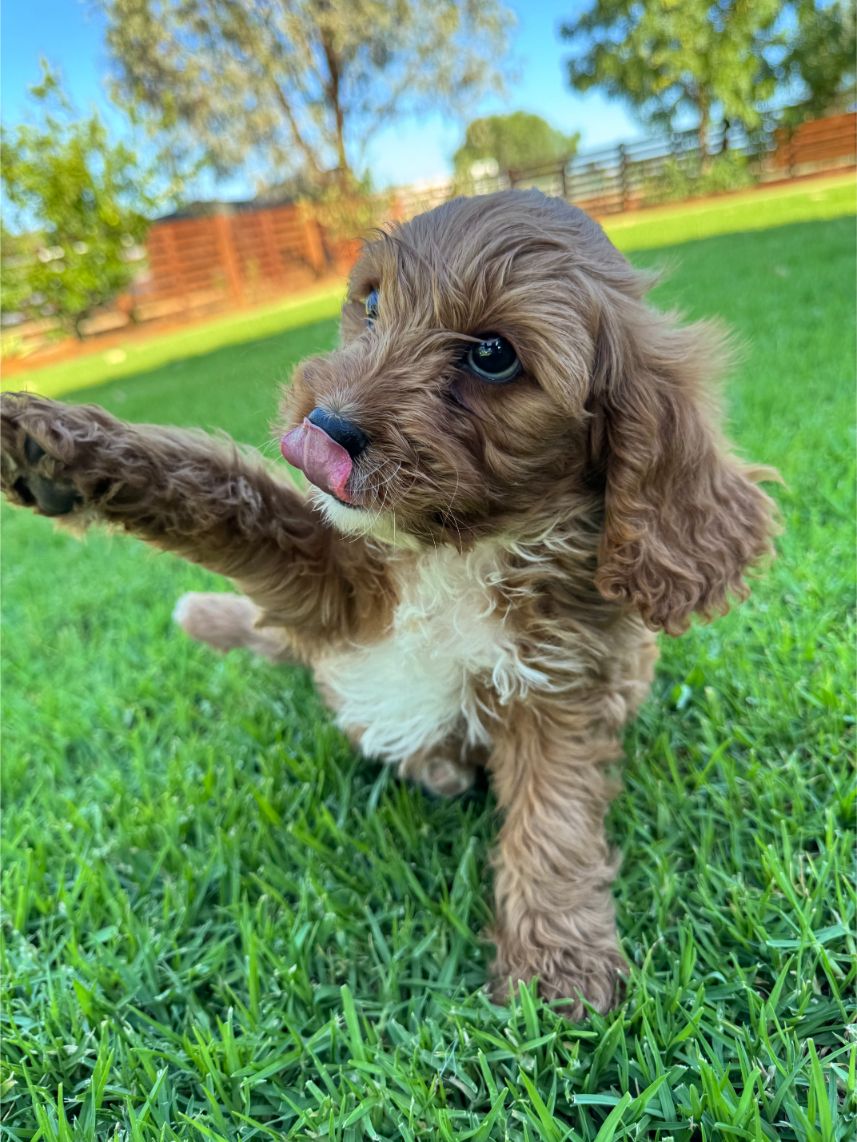 Cavoodle Puppies 7 | Domestic Animal | Ameys Puppies