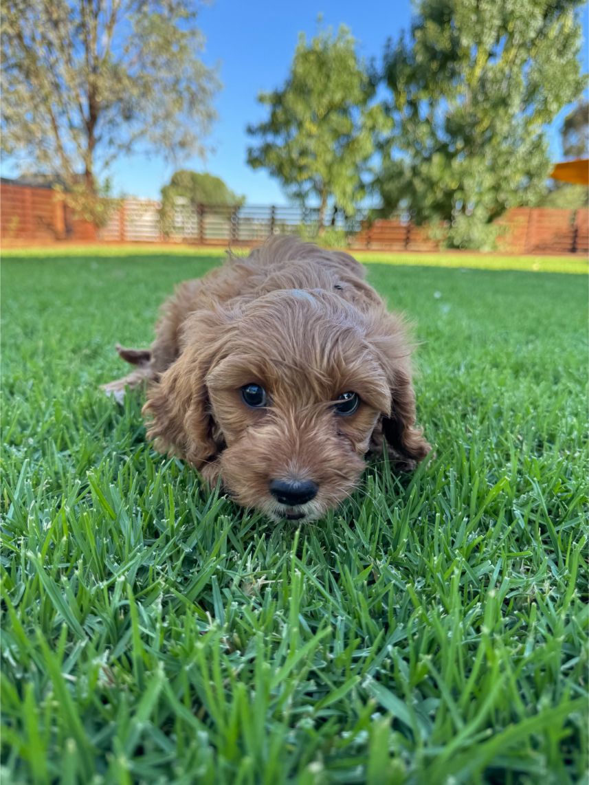 Cavoodle Puppies 7 | Domestic Animal | Ameys Puppies