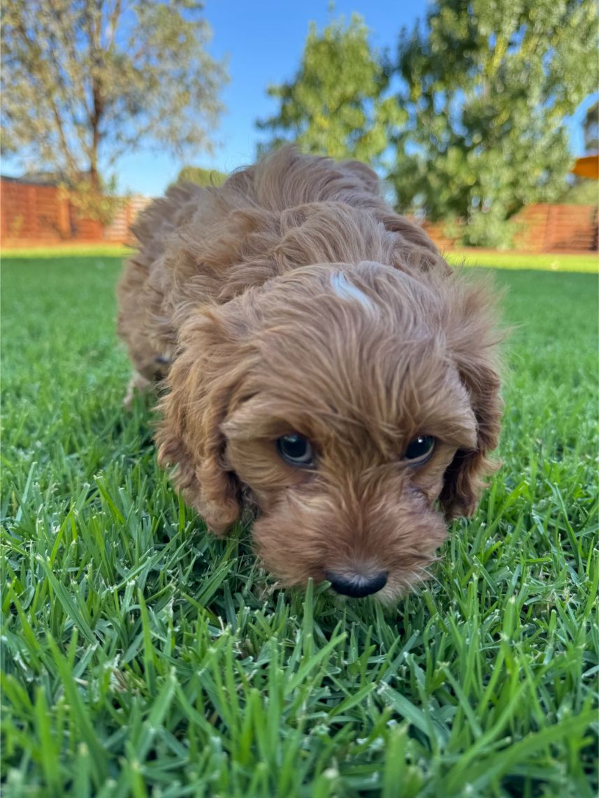 Cavoodle Puppies 7 | Domestic Animal | Ameys Puppies