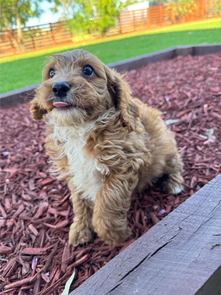 Cavoodle Puppies 7 | Domestic Animal | Ameys Puppies