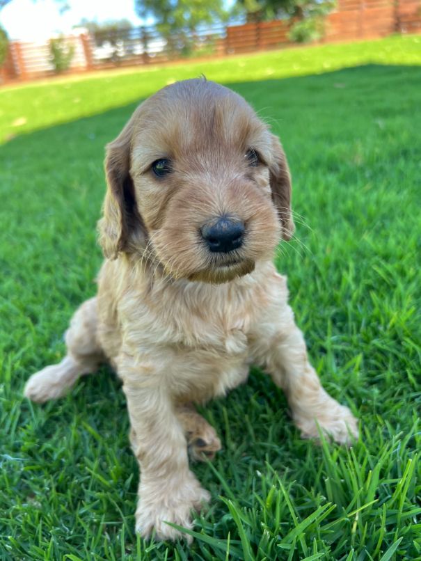 F1b Miniature Spoodle Girl 1 | Ameys Puppies