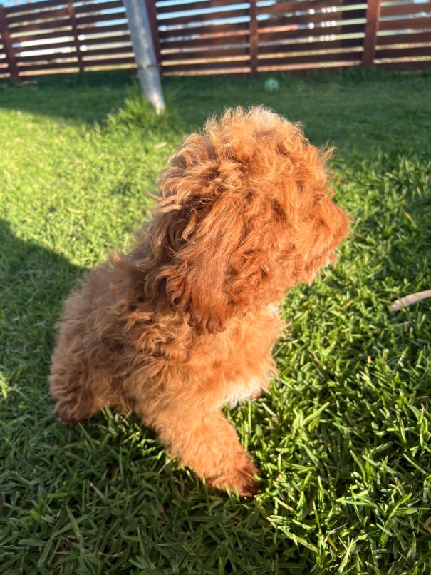 Cavoodle Puppies 7 | Domestic Animal | Ameys Puppies