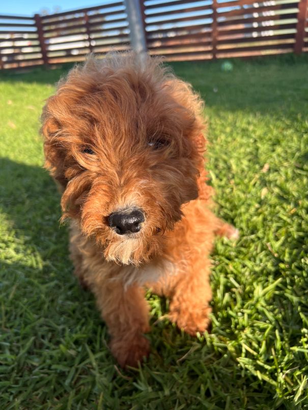 Cavoodle Puppies 7 | Domestic Animal | Ameys Puppies