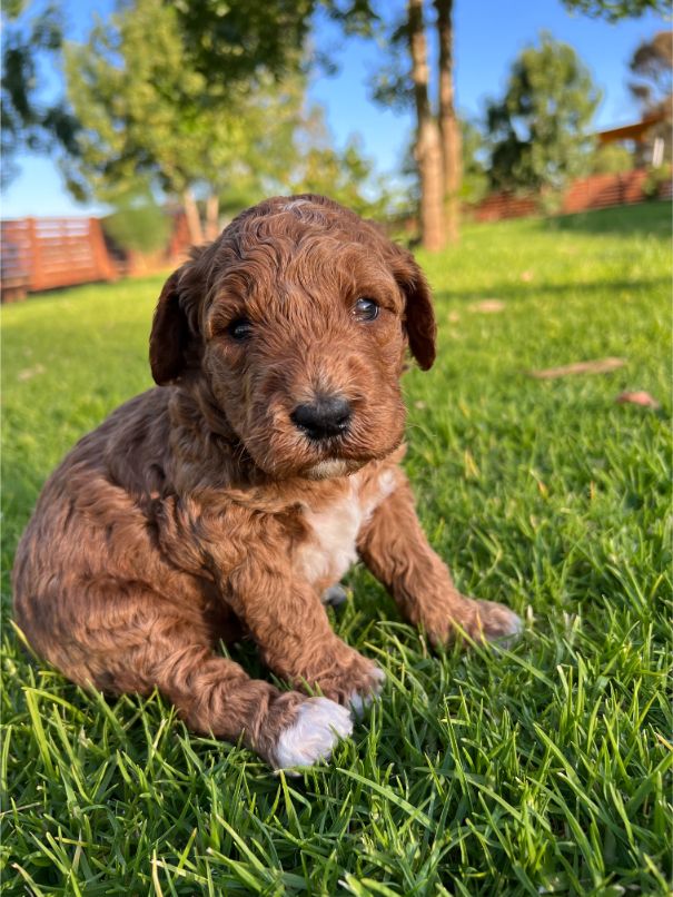 Medium Groodle Boy 5 | Domestic Animal | Ameys Puppies