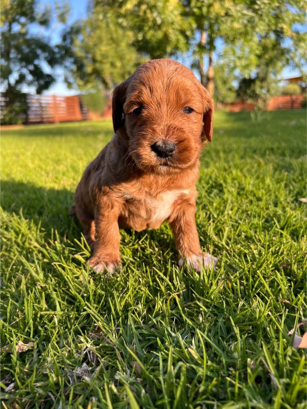 Medium Groodle Boy 5 | Domestic Animal | Ameys Puppies
