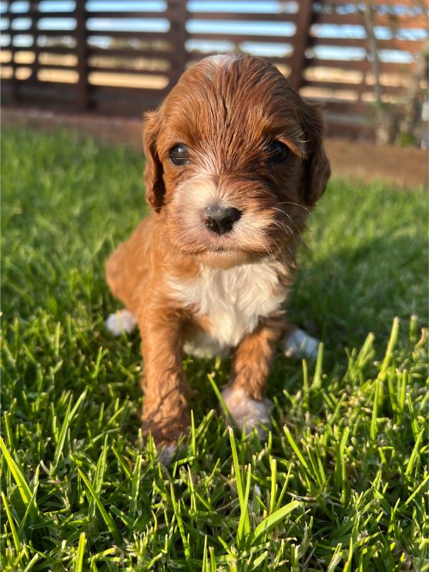 Cavoodle Puppies 7 | Domestic Animal | Ameys Puppies