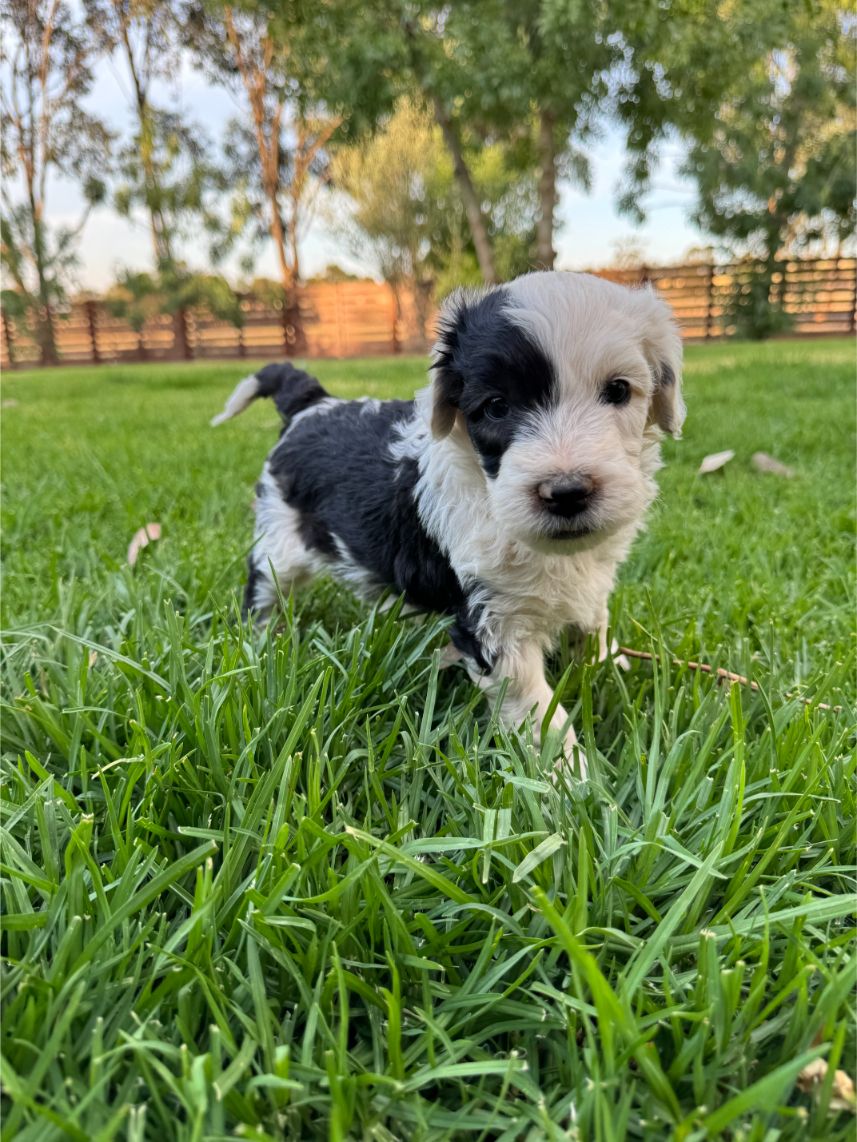 Sheepadoodle Puppies Melbourne | Amey's Puppies