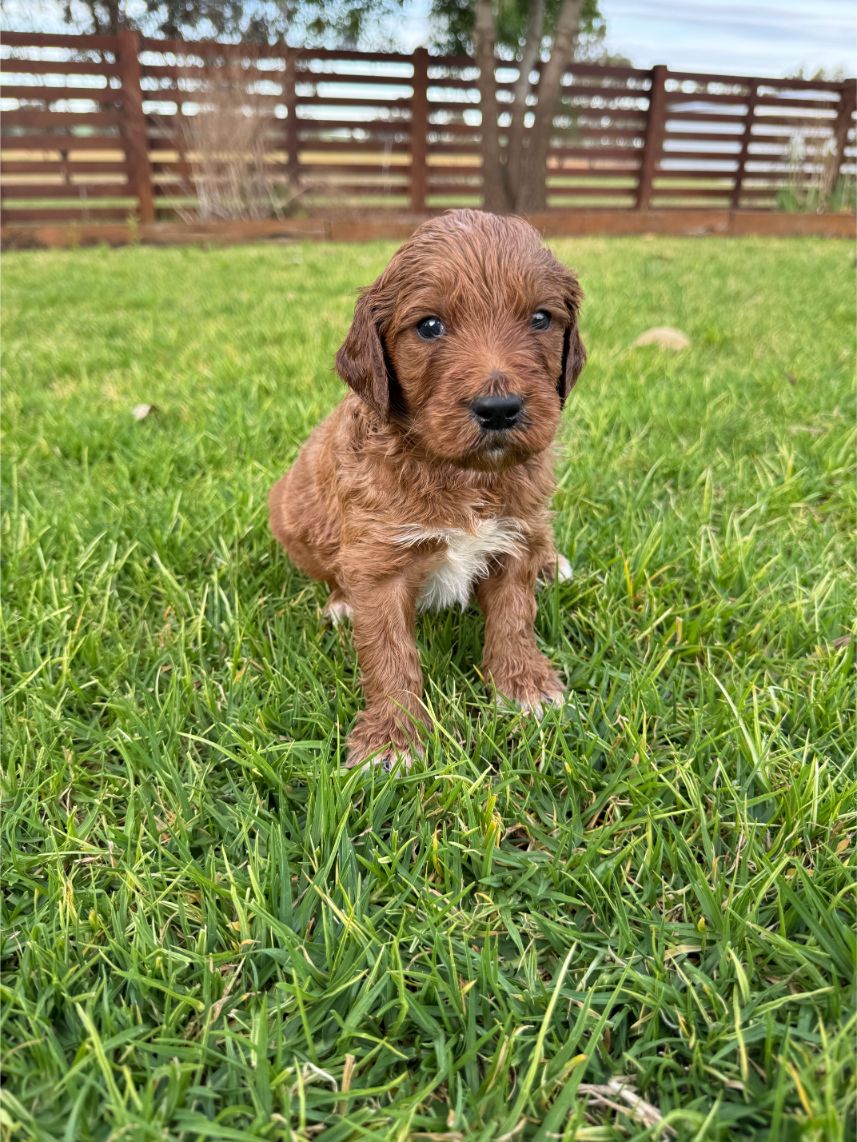 Medium Groodle Boy 5 | Domestic Animal | Ameys Puppies