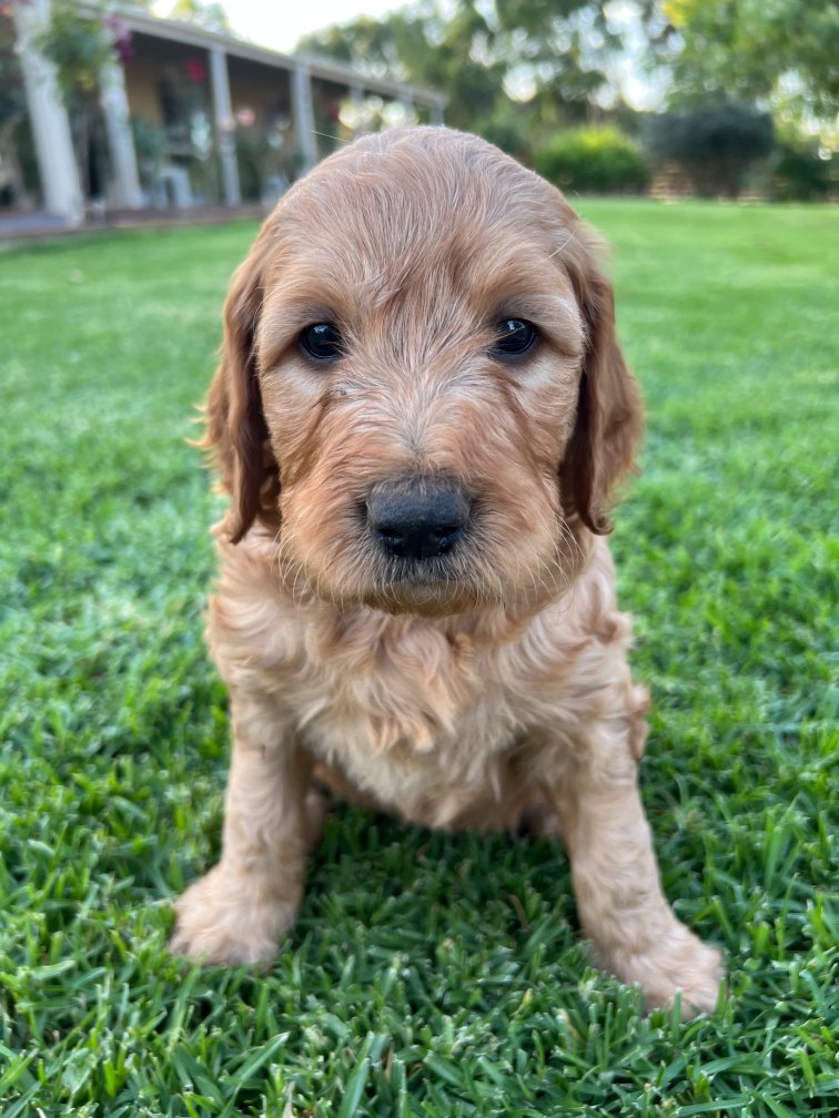 Groodle Puppies for Sale Melbourne | Amey's Puppies