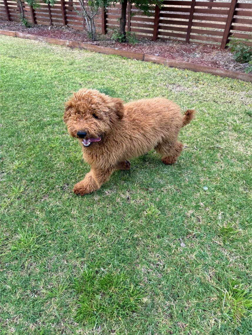 Medium Groodle Boy 5 | Domestic Animal | Ameys Puppies