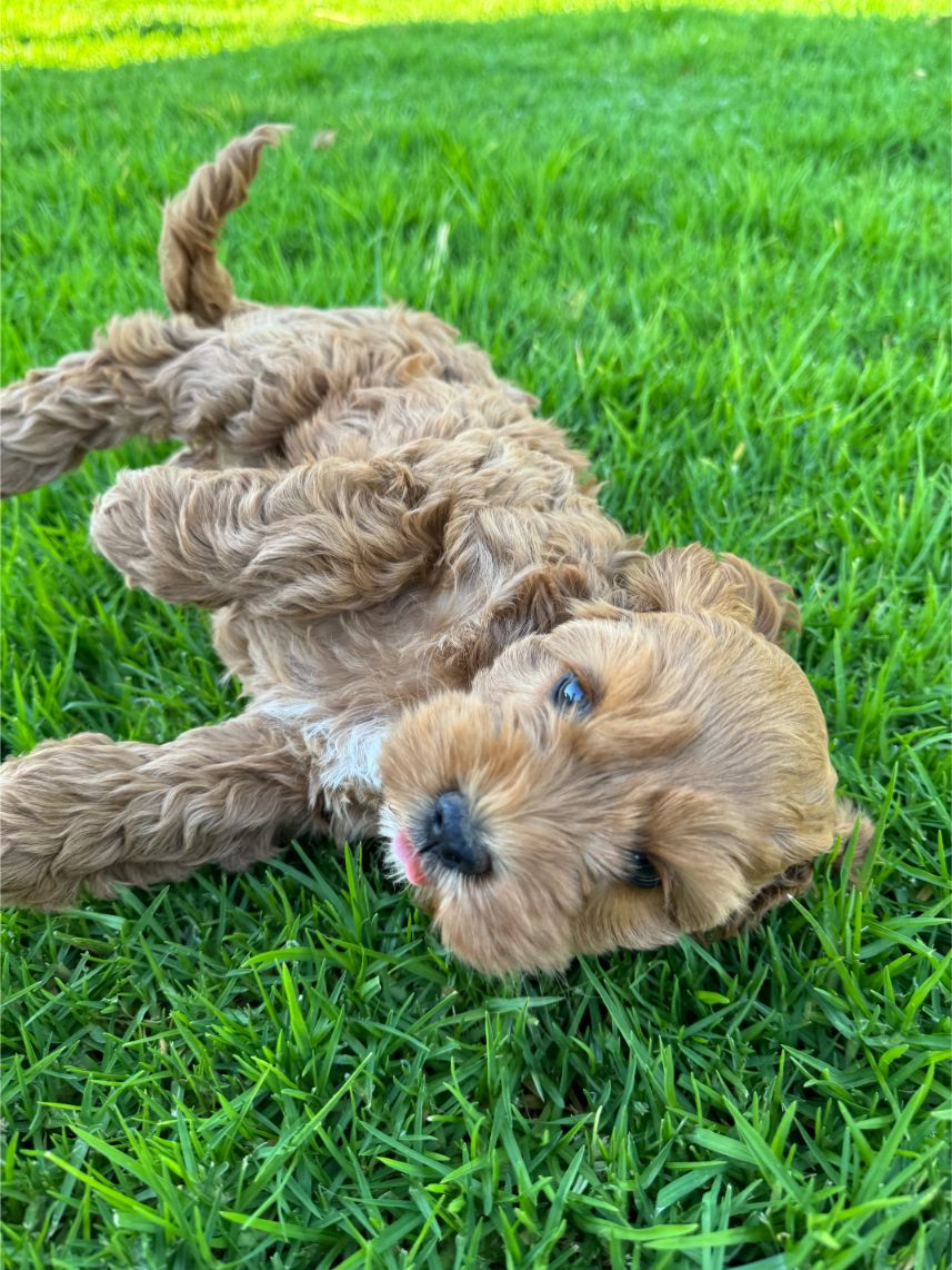 F1b Miniature Spoodle Girl 1 | Ameys Puppies