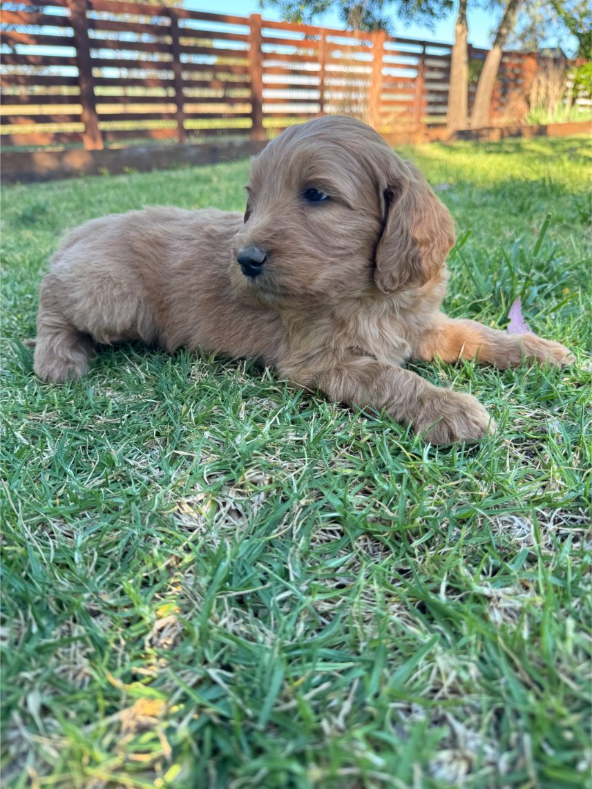 Medium Groodle Boy 5 | Domestic Animal | Ameys Puppies