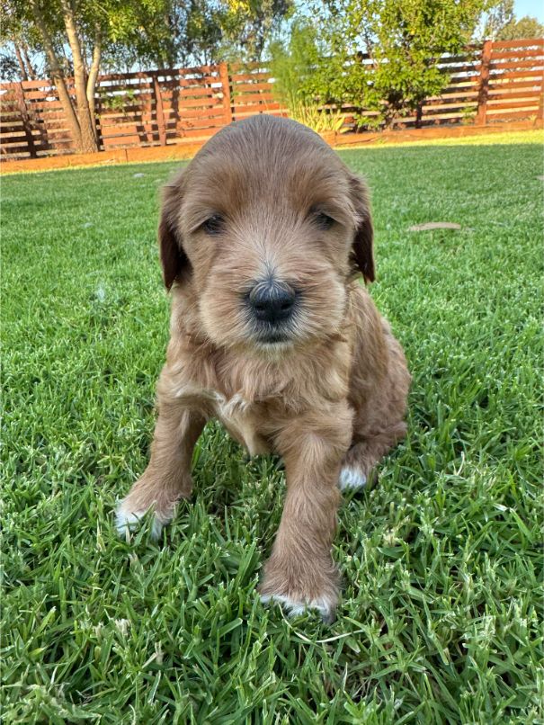 Medium Groodle Boy 5 | Domestic Animal | Ameys Puppies