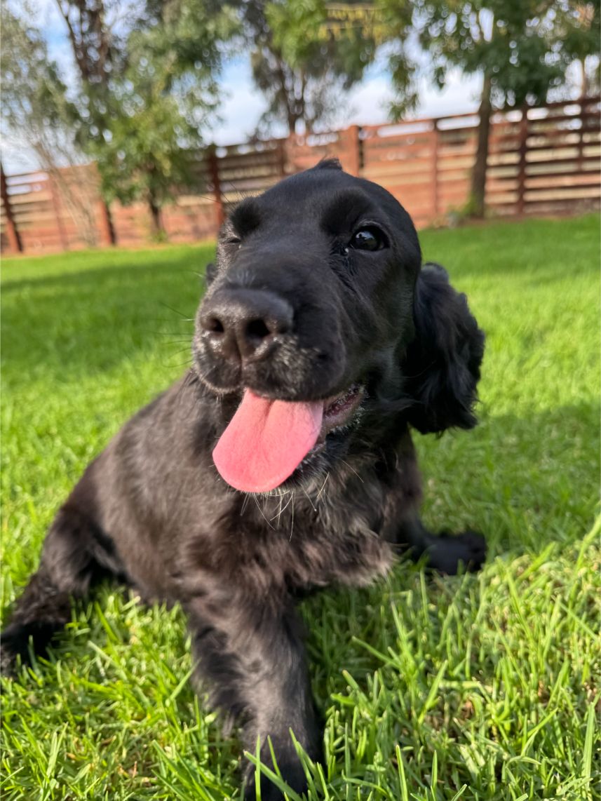 Cocker Spaniel Boy 1 | Domestic Animal | Ameys Puppies