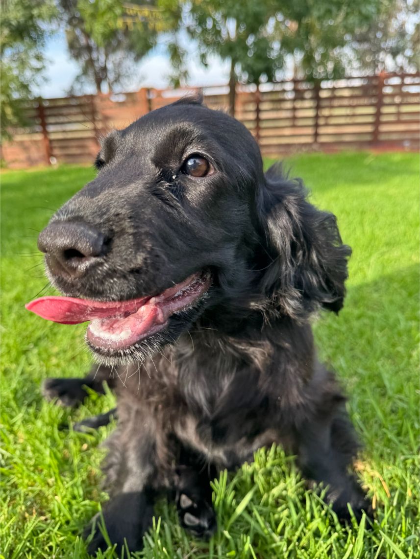 Cocker Spaniel Boy 1 | Domestic Animal | Ameys Puppies