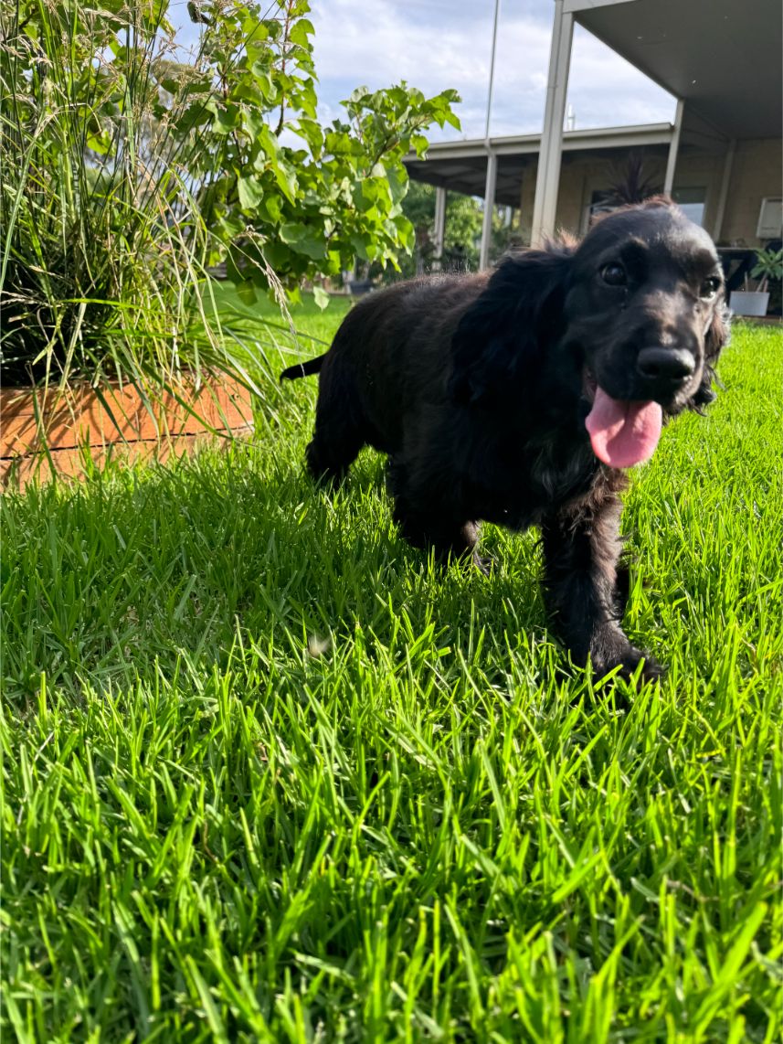 Cocker Spaniel Boy 1 | Domestic Animal | Ameys Puppies