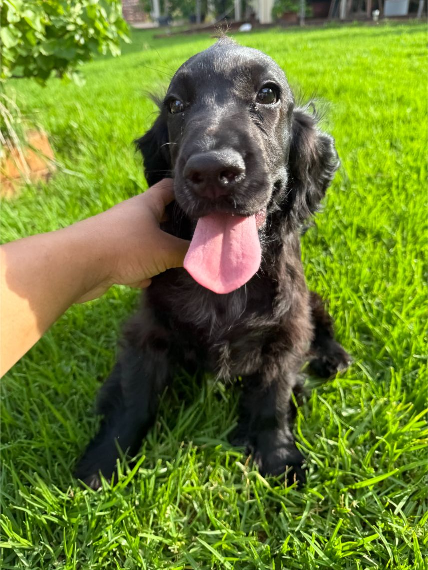 Cocker Spaniel Boy 1 | Domestic Animal | Ameys Puppies