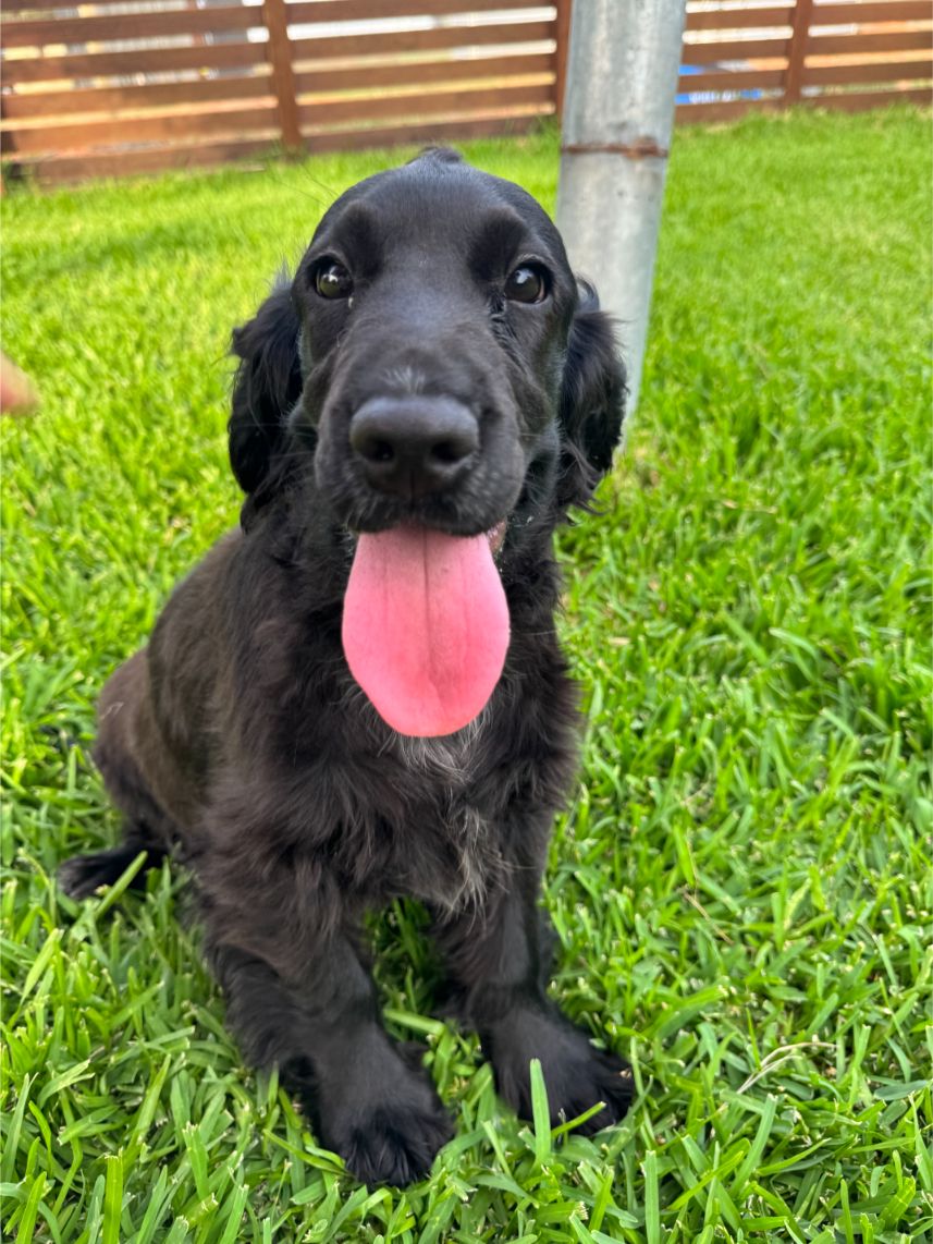 Cocker Spaniel Boy 1 | Domestic Animal | Ameys Puppies