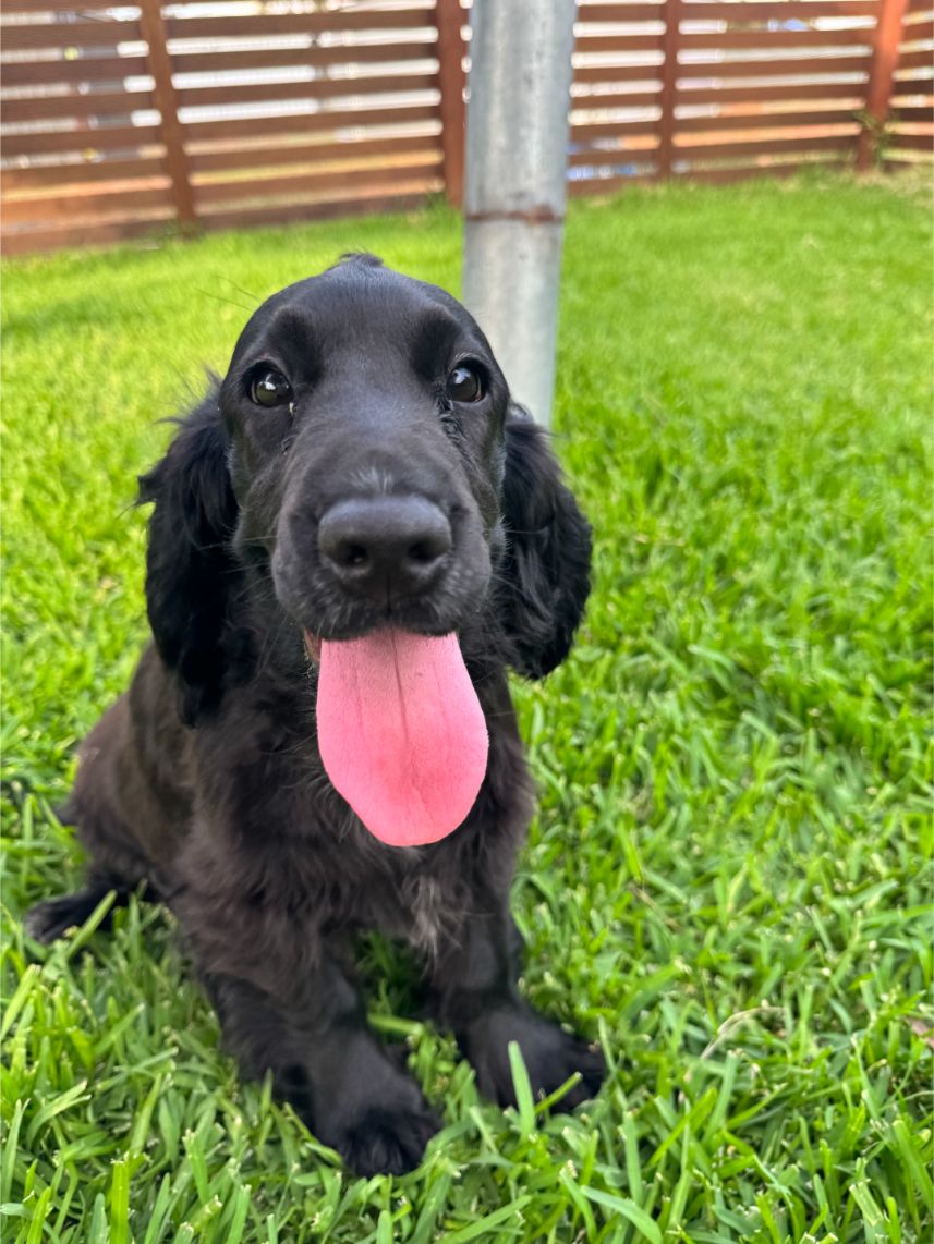 Cocker Spaniel Boy 1 | Domestic Animal | Ameys Puppies