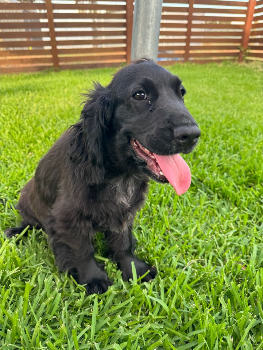 Cocker Spaniel Boy 1 | Domestic Animal | Ameys Puppies