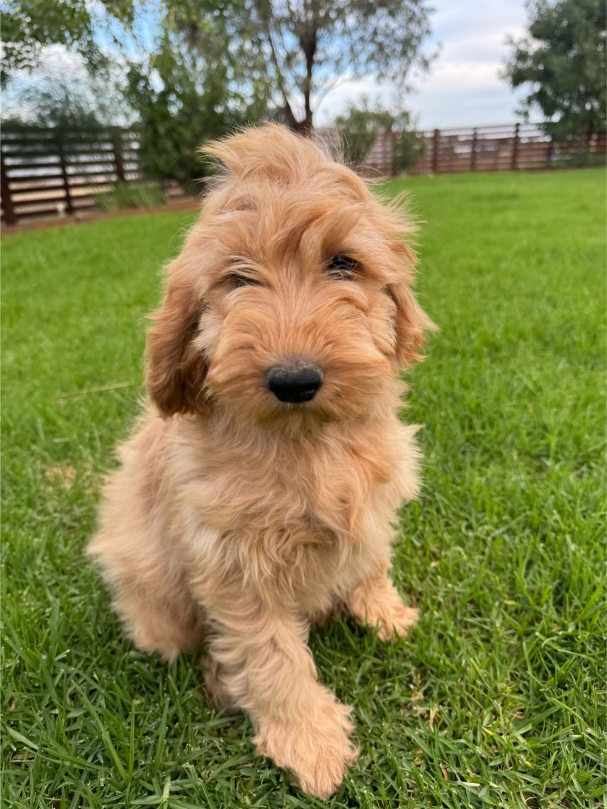 F1b Miniature Spoodle Girl 1 | Ameys Puppies