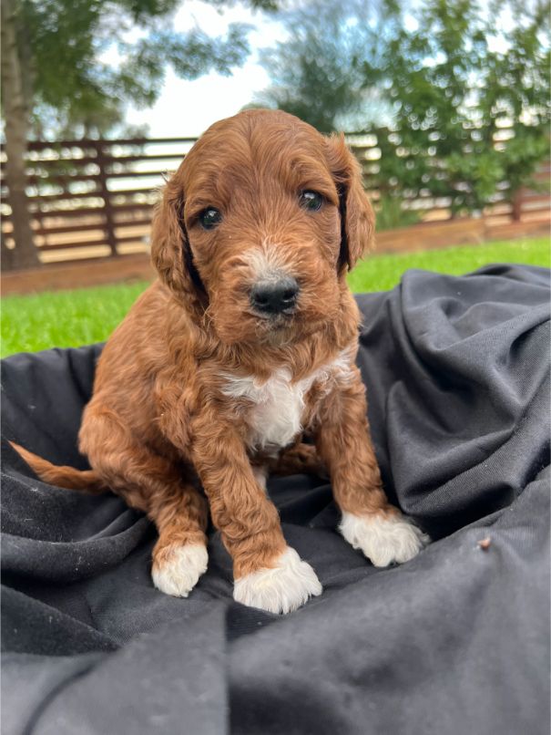 Medium Groodle Boy 5 | Domestic Animal | Ameys Puppies