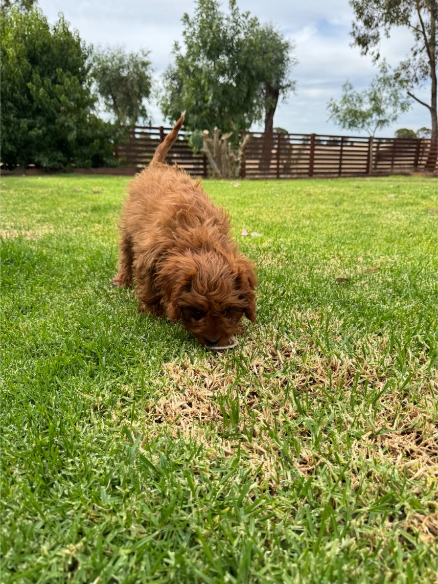 Cavoodle Puppies 7 | Domestic Animal | Ameys Puppies
