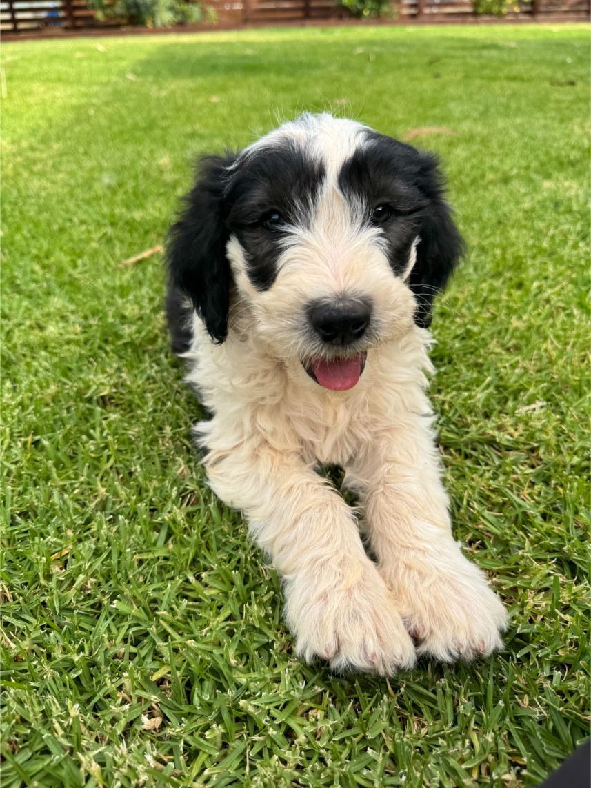 Sheepadoodle Boy 3 - SOLD | Domestic Animal | Ameys Puppies