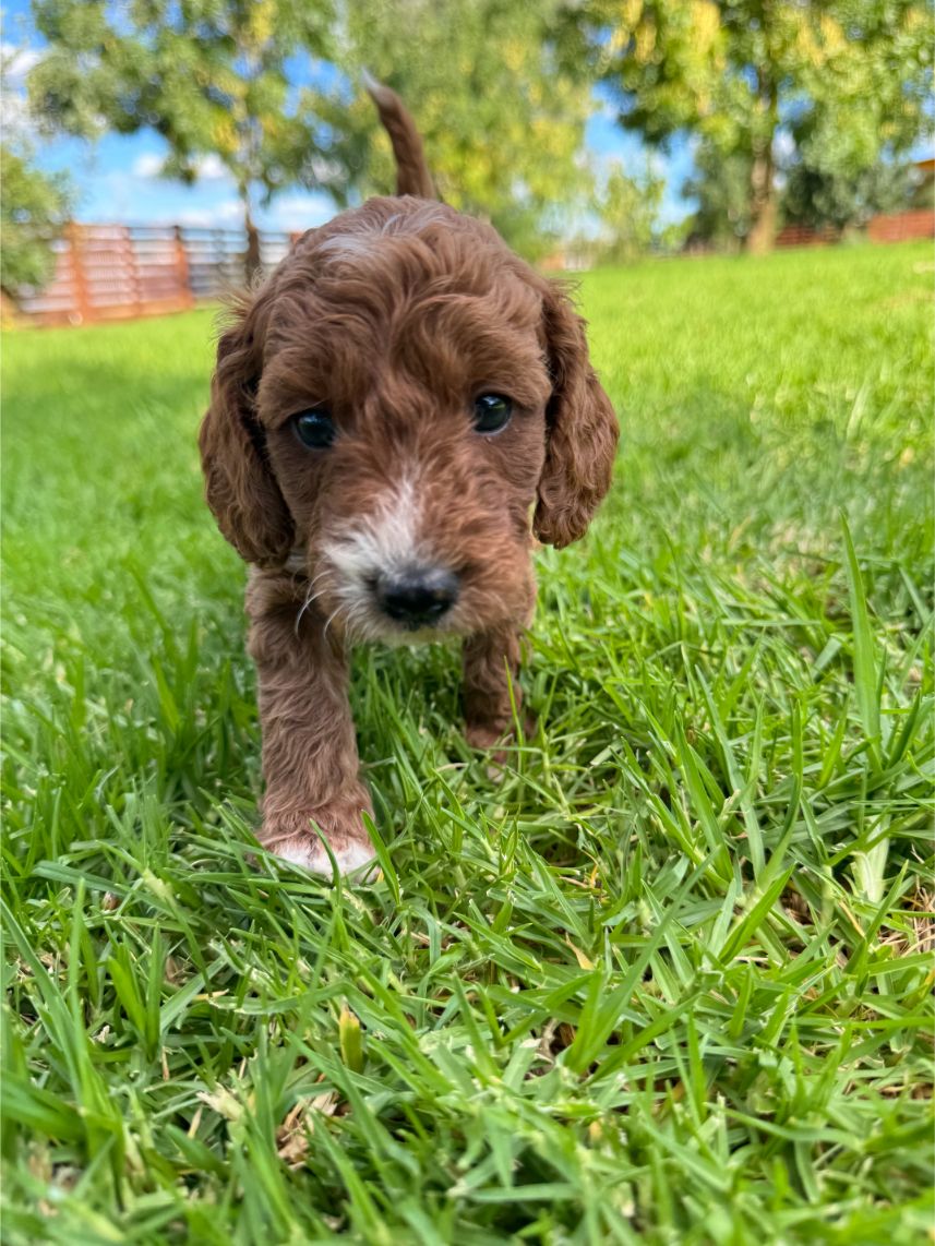 Cavoodle Puppies 7 | Domestic Animal | Ameys Puppies