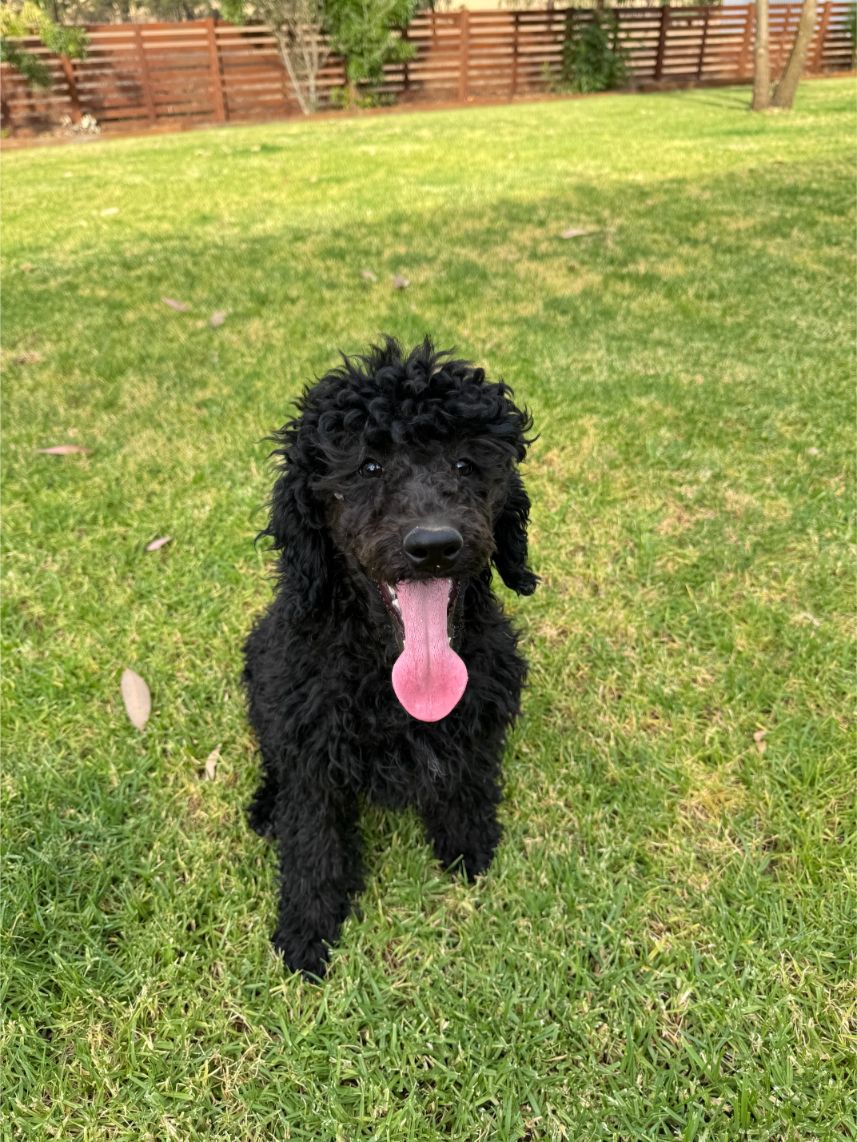 Shop Poodle Puppies for Sale Melbourne | Ameys Puppies
