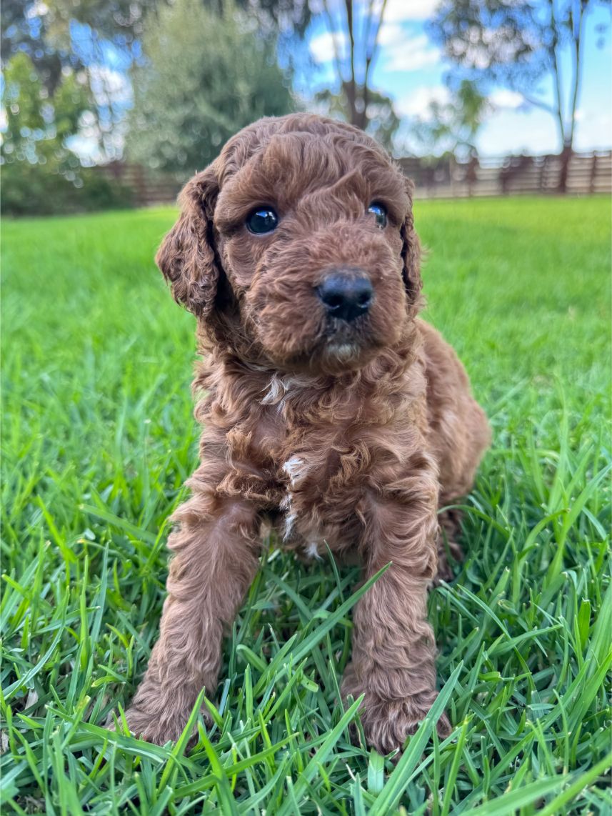 Cavoodle Puppies 7 | Domestic Animal | Ameys Puppies