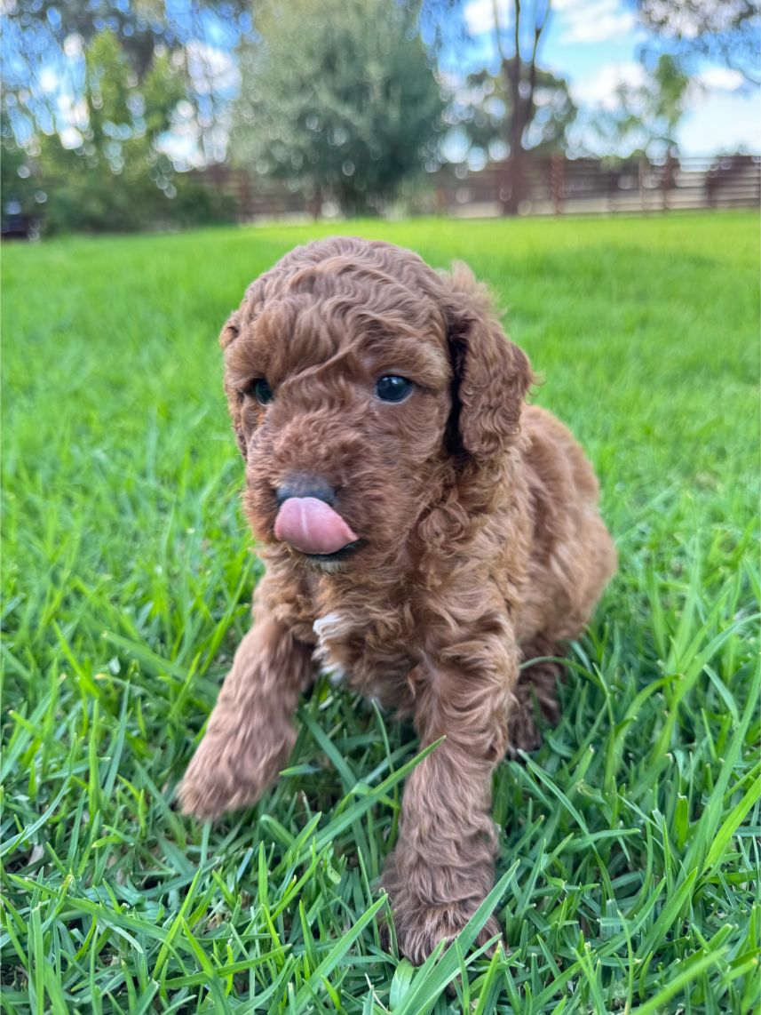 Cavoodle Puppies 7 | Domestic Animal | Ameys Puppies