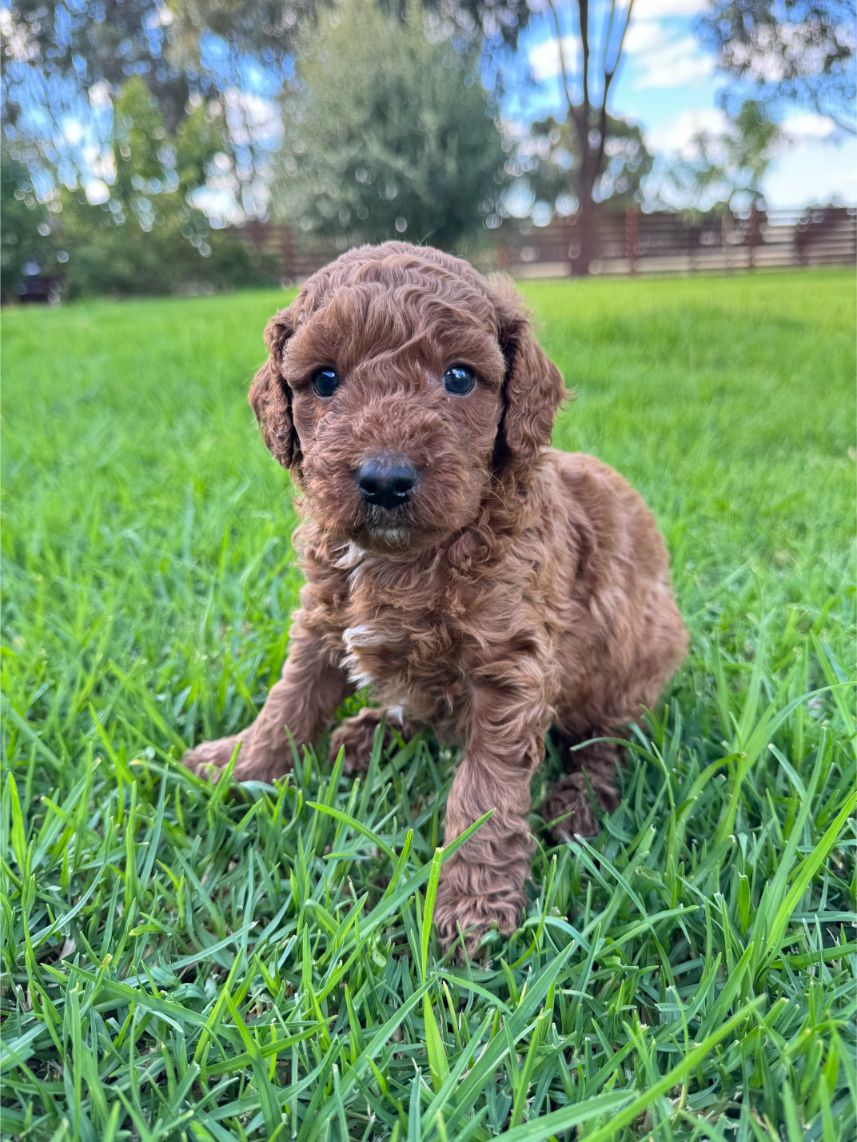 Cavoodle Puppies 7 | Domestic Animal | Ameys Puppies