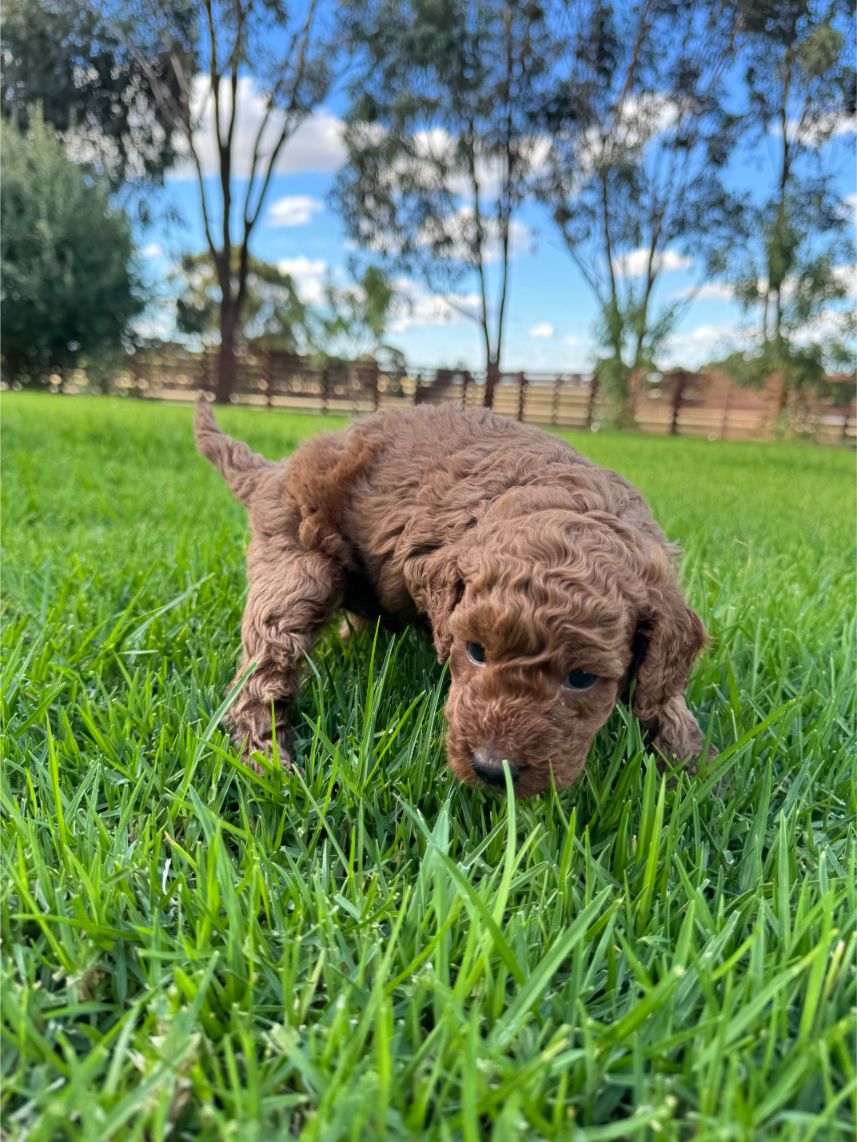 Cavoodle Puppies 7 | Domestic Animal | Ameys Puppies