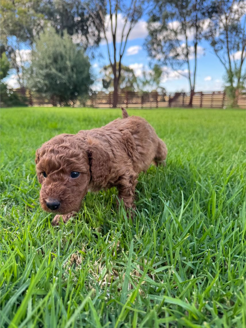 Cavoodle Puppies 7 | Domestic Animal | Ameys Puppies