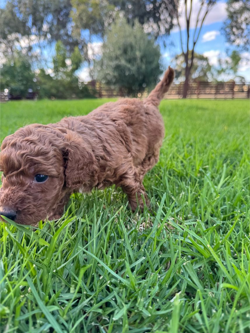 Cavoodle Puppies 7 | Domestic Animal | Ameys Puppies