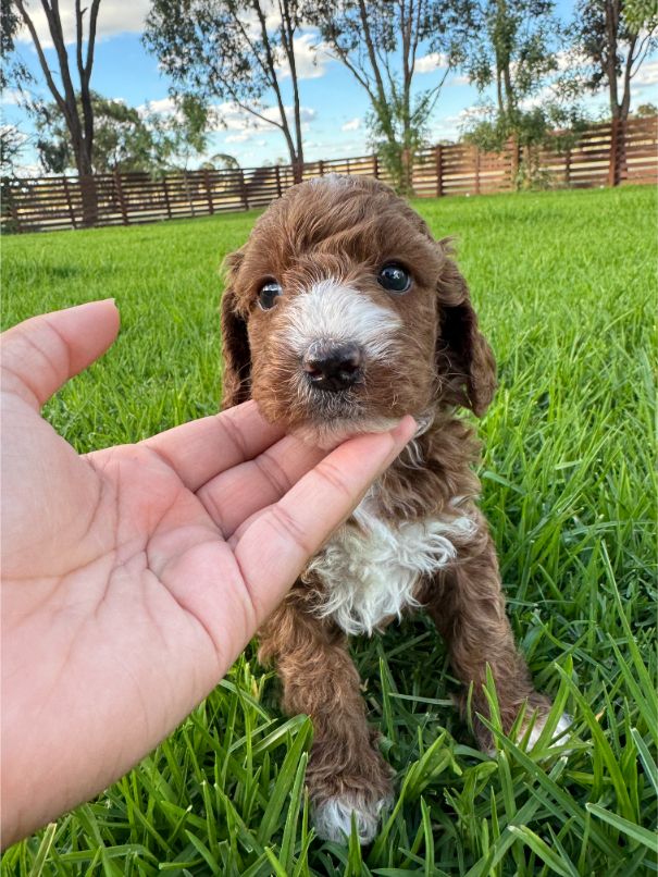 Cavoodle Puppies 7 | Domestic Animal | Ameys Puppies