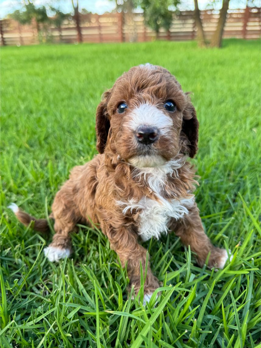 Cavoodle Puppies 7 | Domestic Animal | Ameys Puppies