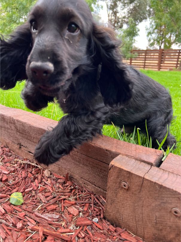 Cocker Spaniel Boy 1 | Domestic Animal | Ameys Puppies