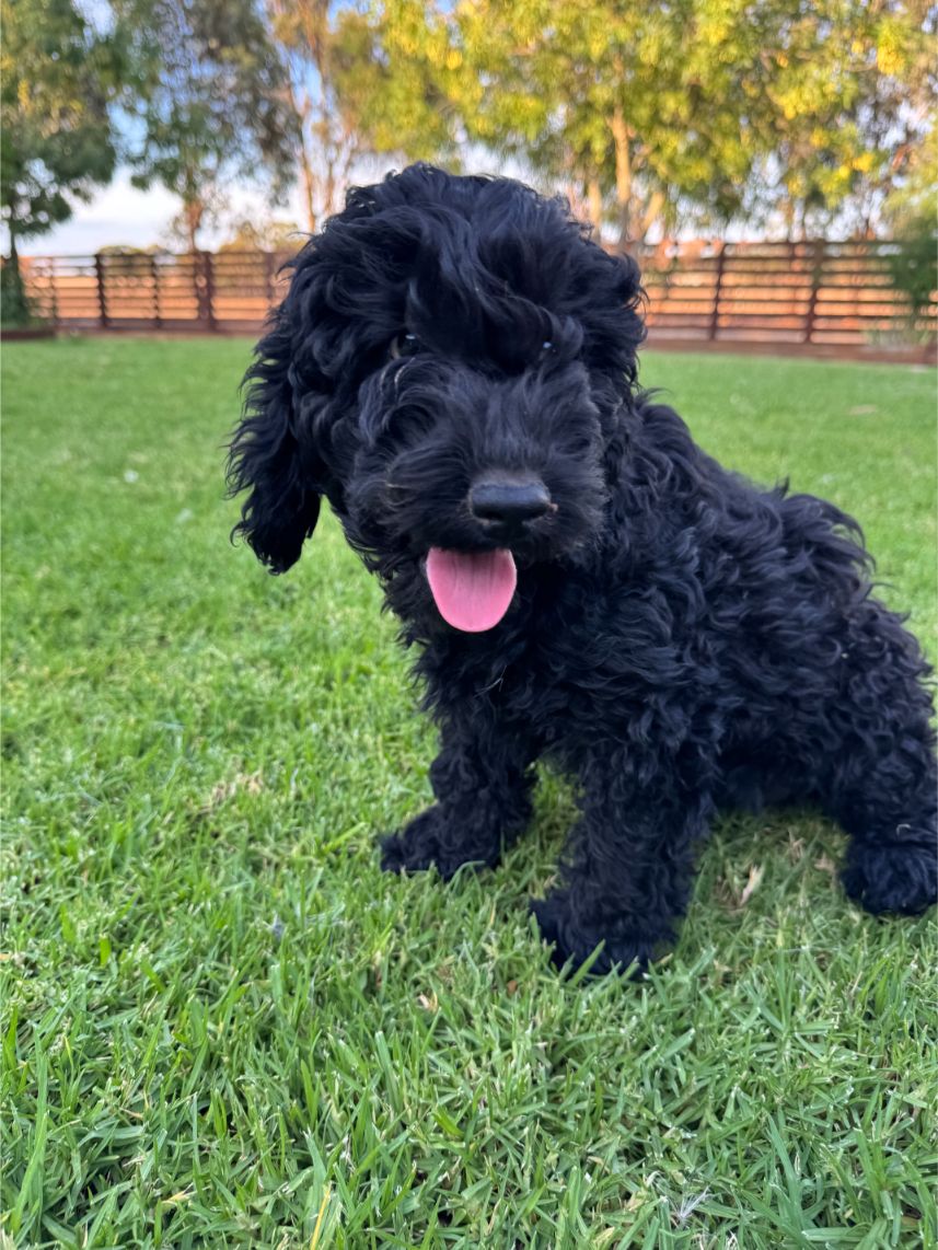 F1b Miniature Spoodle Girl 1 | Ameys Puppies