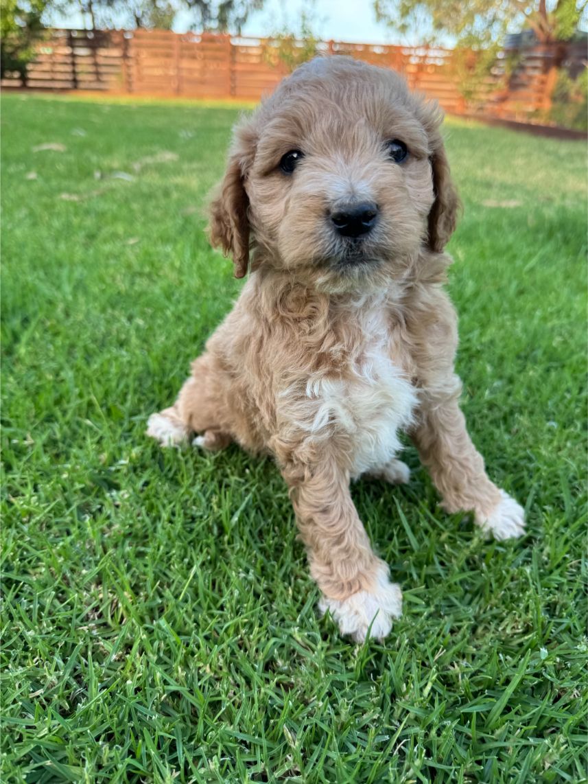 Medium Groodle Boy 5 | Domestic Animal | Ameys Puppies