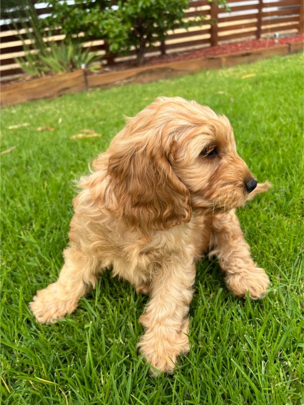 F1b Miniature Spoodle Girl 1 | Ameys Puppies