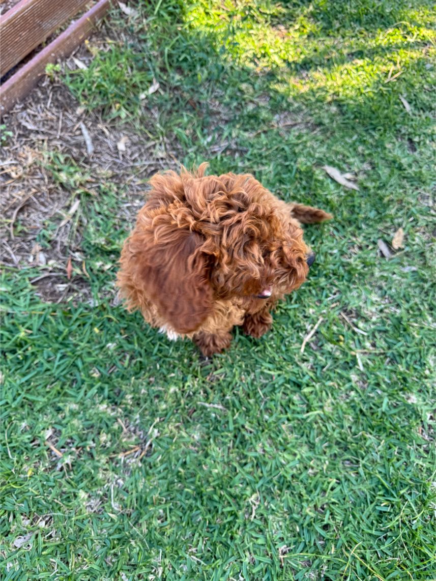 Cavoodle Puppies 7 | Domestic Animal | Ameys Puppies