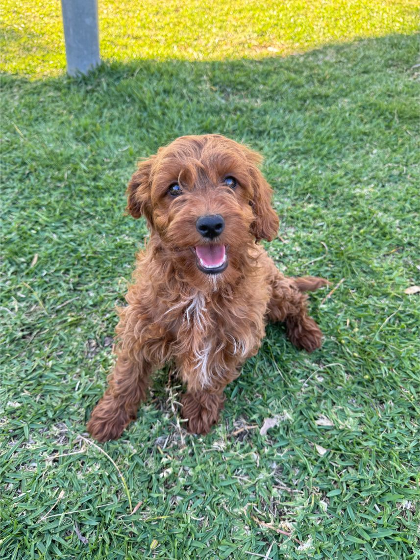 Cavoodle Puppies 7 | Domestic Animal | Ameys Puppies
